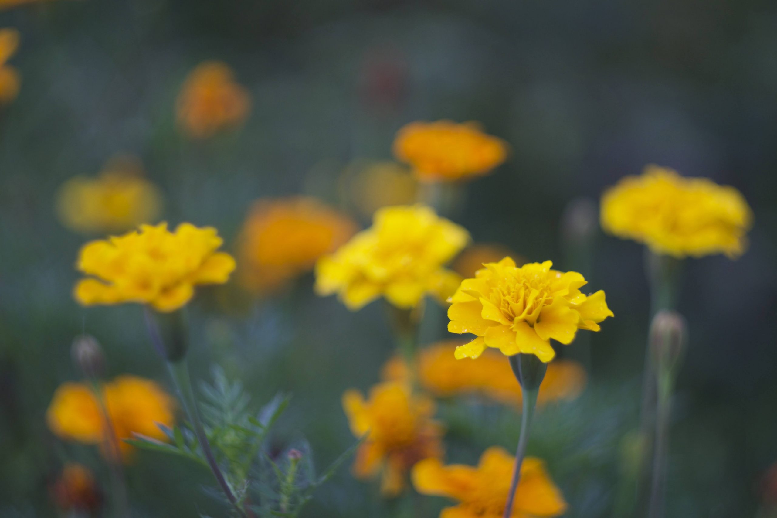 Minimal viable practice - Tim Bunting