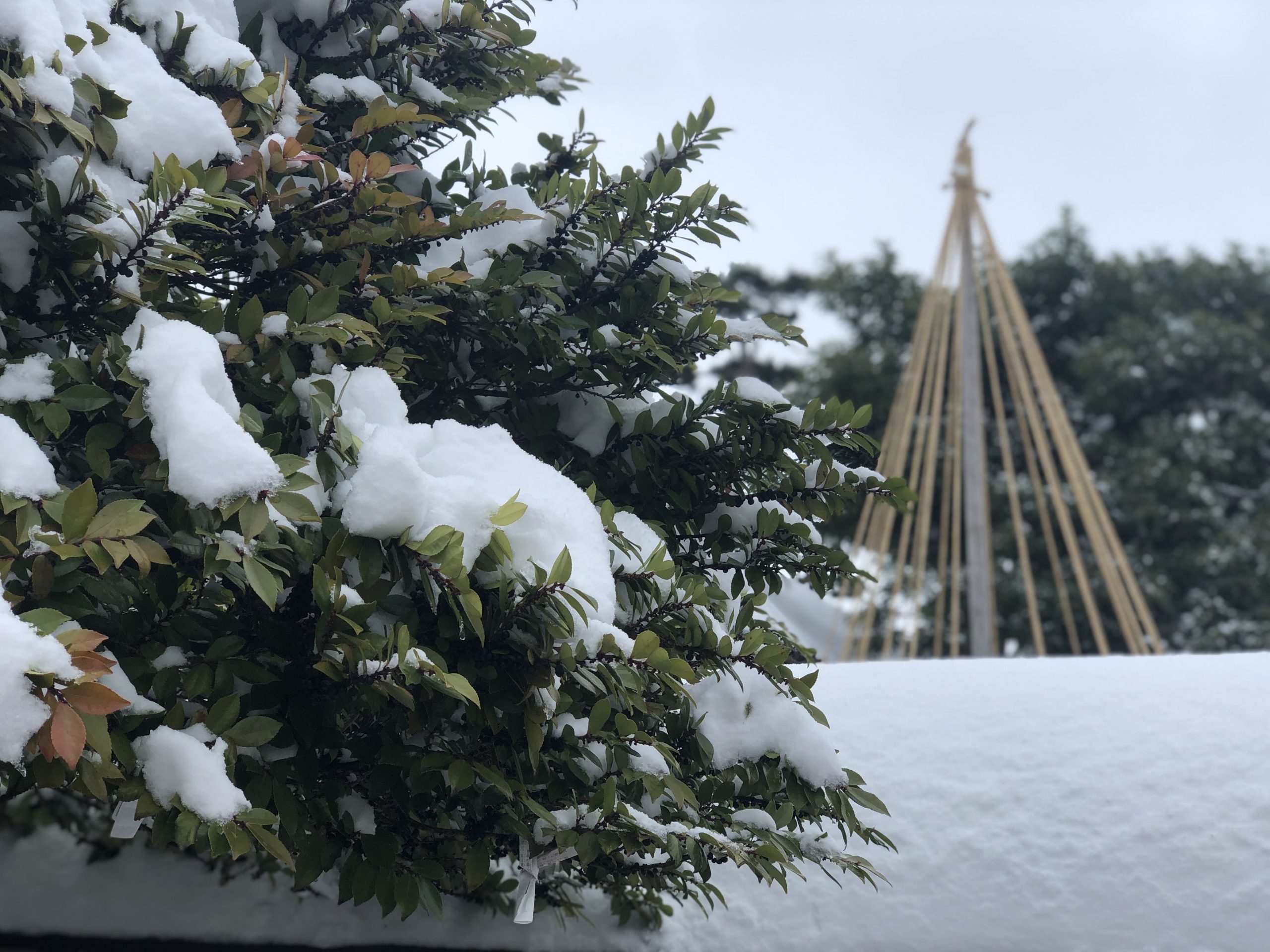 Going without - Tim Bunting