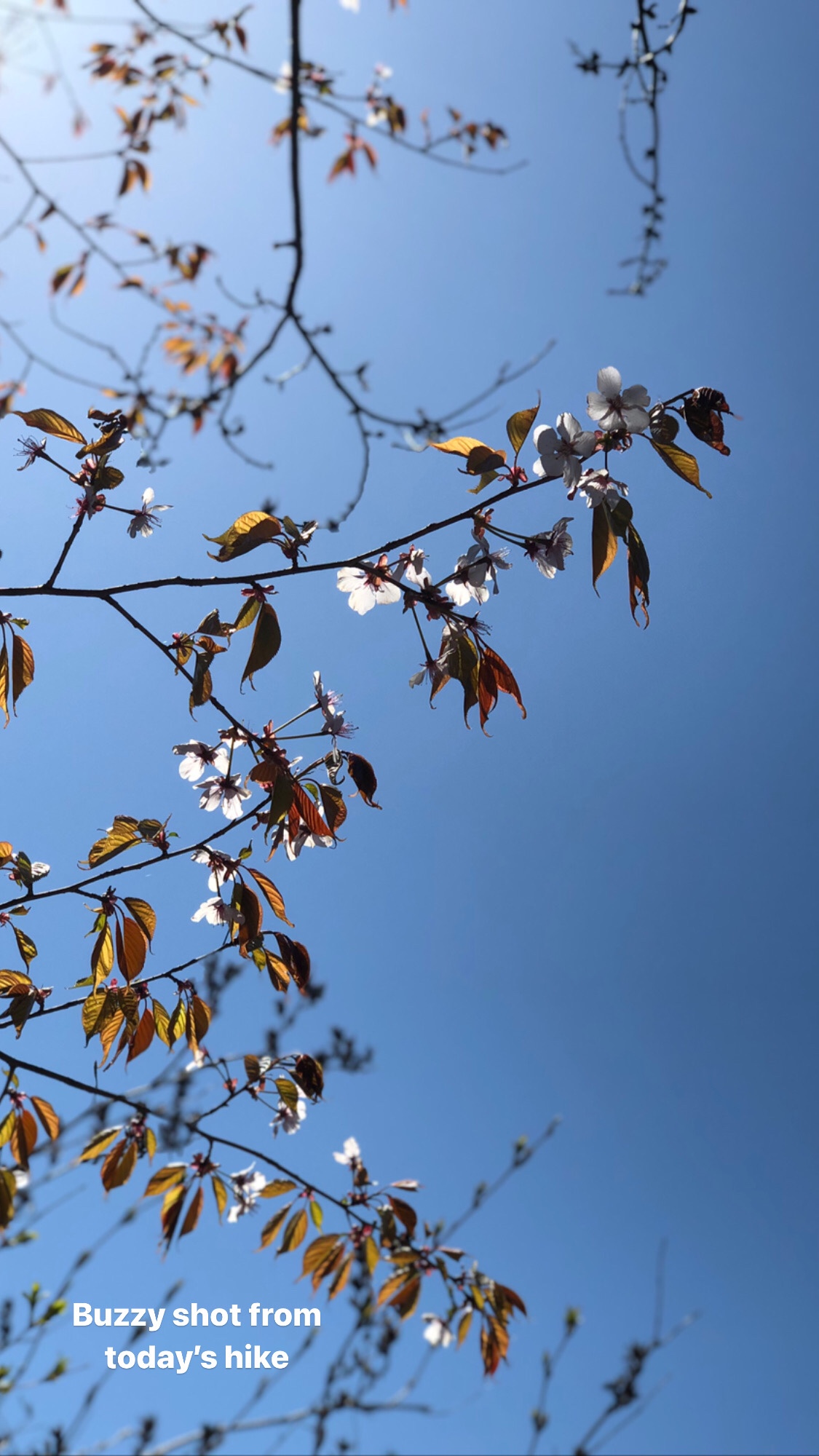 The photographer’s dilemma - Tim Bunting